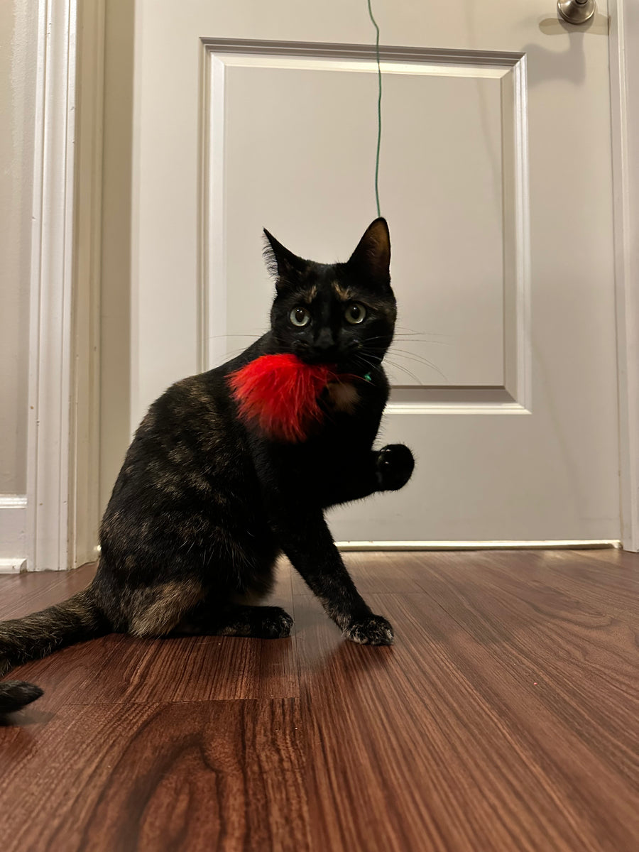 Meow Motion Teaser – Whiskers & Claws