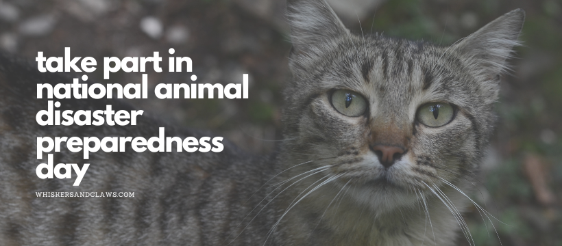 National Animal Disaster Preparedness Day – Whiskers & Claws