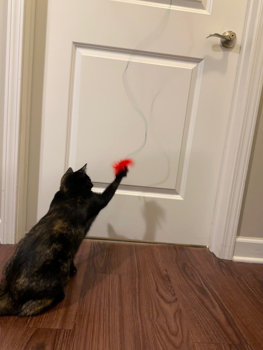 Meow Motion Teaser – Whiskers & Claws